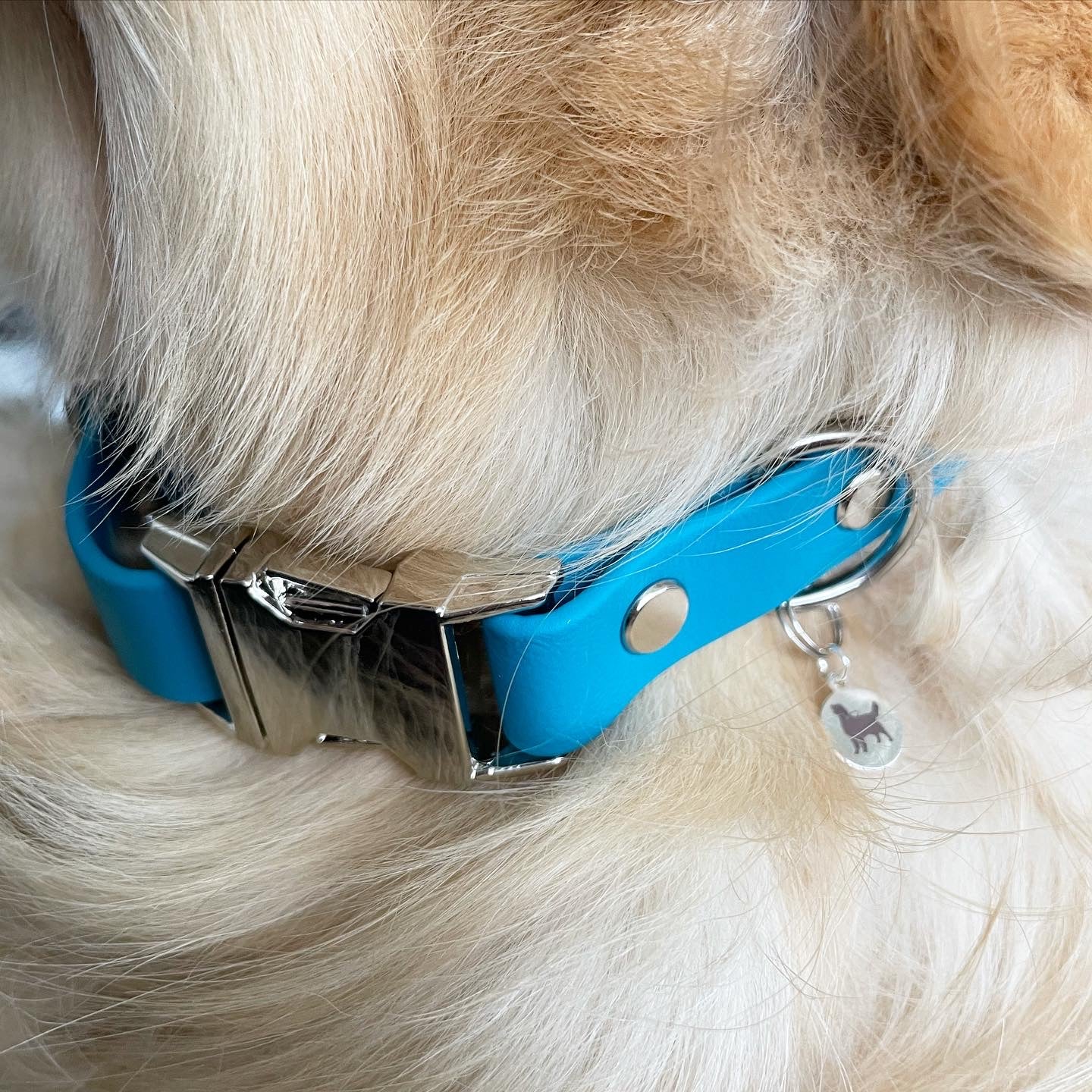 How to Properly Fit a Dog Collar: Ensuring Comfort and Safety – Golden ...